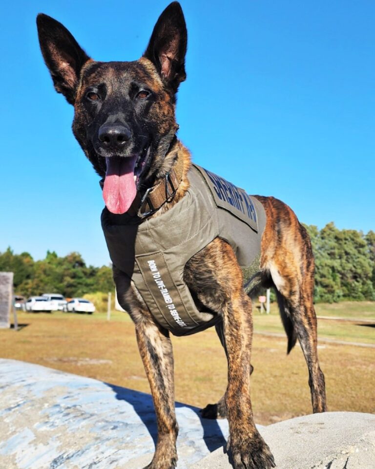 K9 - Experience K9 Unit With - Santa Rosa Sheriff’s