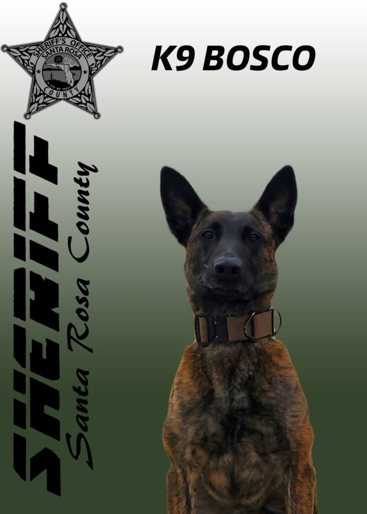 K9 - Experience K9 Unit With - Santa Rosa Sheriff’s